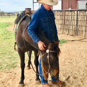 About Clinics – Tom Curtin Horsemanship